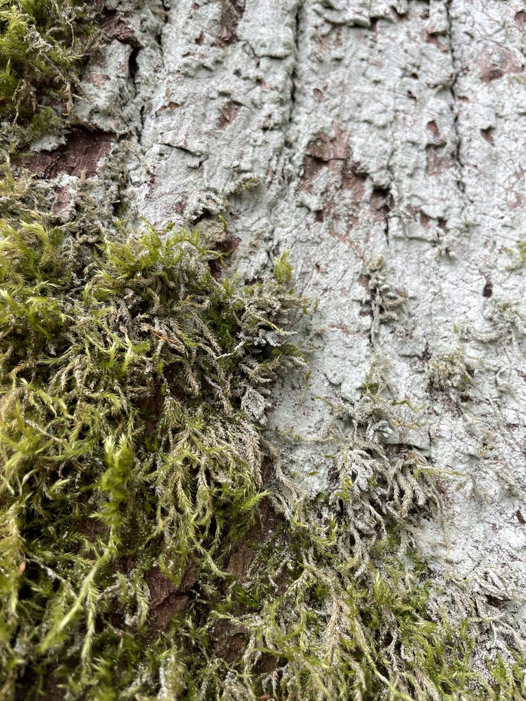 Douglas' Neckera Moss from Heritage Park, Renton, WA, US on February 21 ...