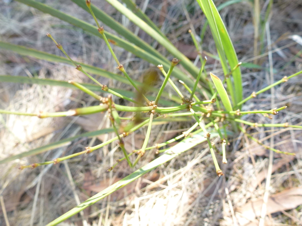 iron-grass from Waitpinga SA 5211, Australia on February 17, 2021 at 01 ...