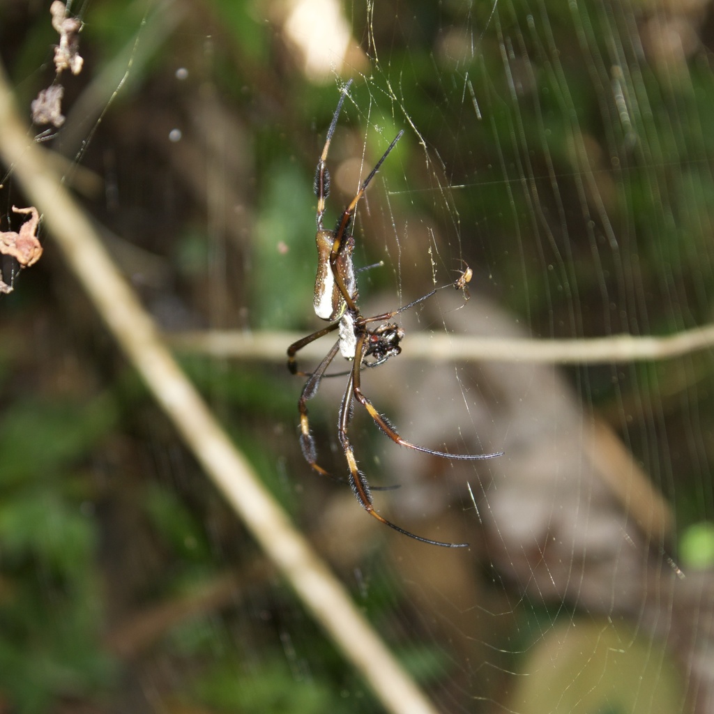 Golden Silk Spider from Caribbean Sea, Trinidad and Tobago, TT on ...