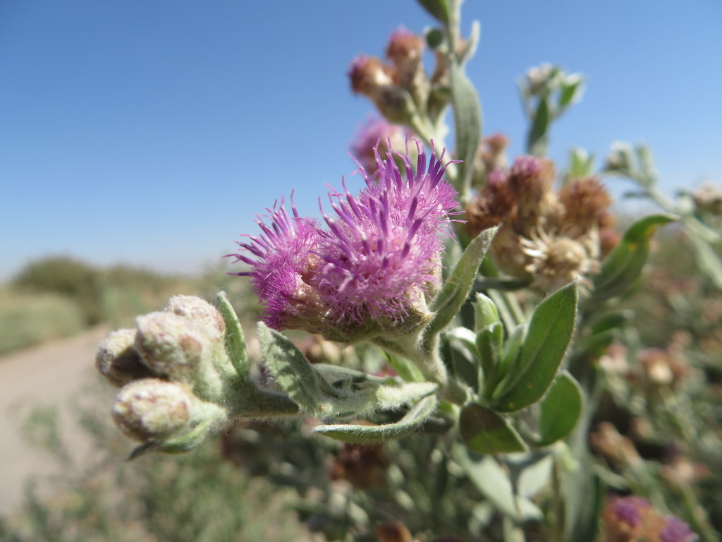 Arrowweed (Rio Bosque Wetlands Biological Treasure Hunt) · iNaturalist