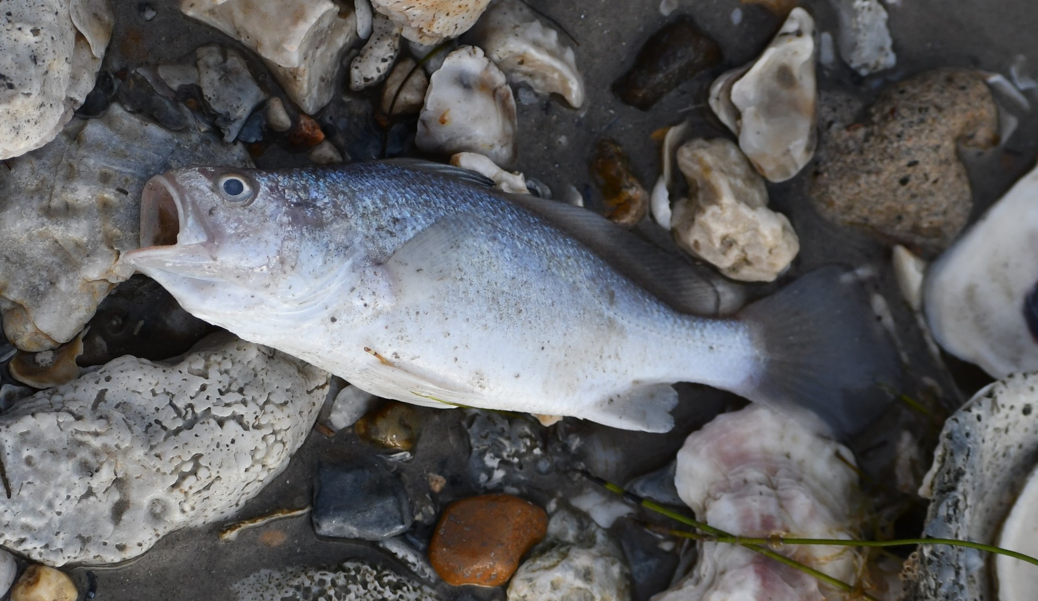 Stellifer lanceolatus (Holbrook, 1855)