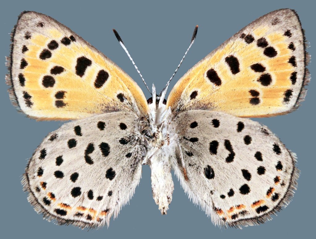 Lustrous Copper (Yosemite National Park Butterfly Guide 🦋) · iNaturalist