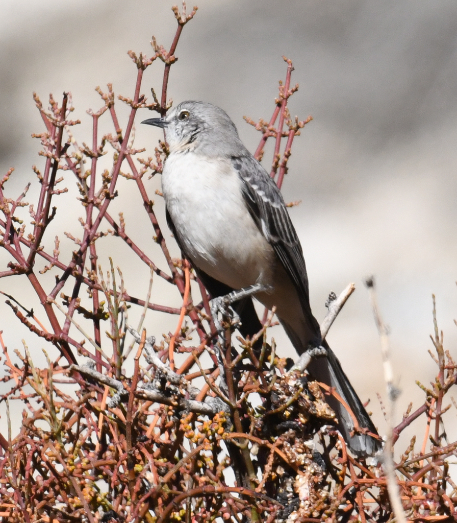 Northern Mockingbird from Riverside County, CA, USA on February 20 ...