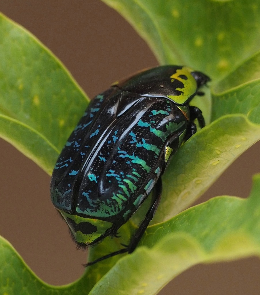Euchroea coelestis from Alaotra-Mangoro, Madagascar on October 31, 2018 ...