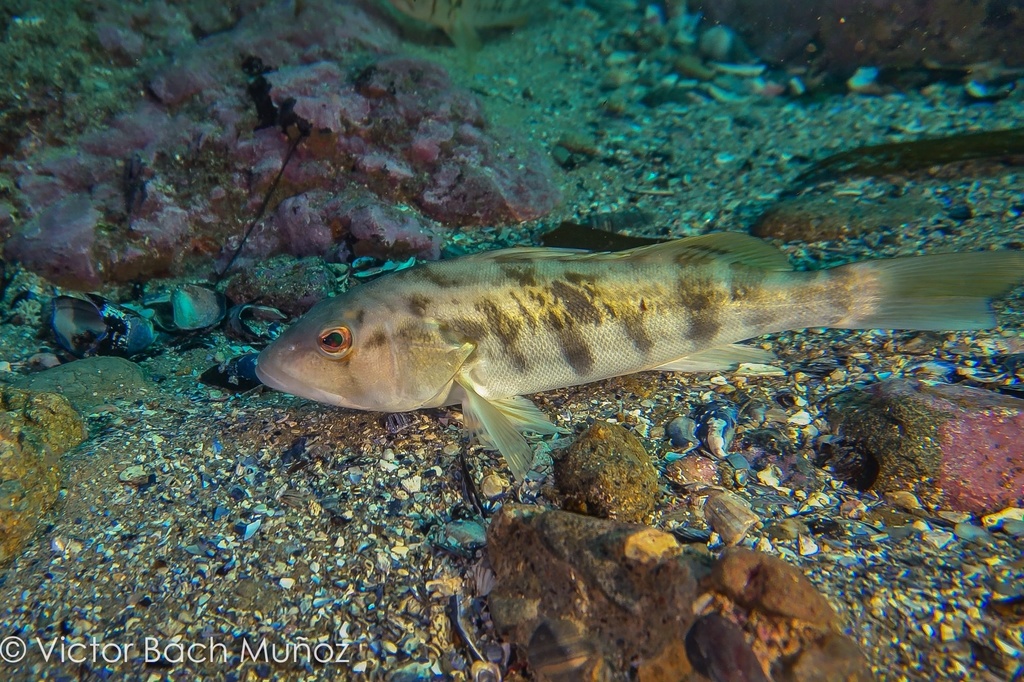 Sand bass from North Pacific Ocean, Laguna Beach, CA, US on February 21 ...