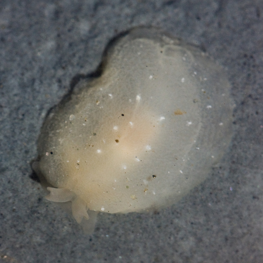 Strong's Sidegill (Sea Slugs - Nudibranchs of California) · iNaturalist