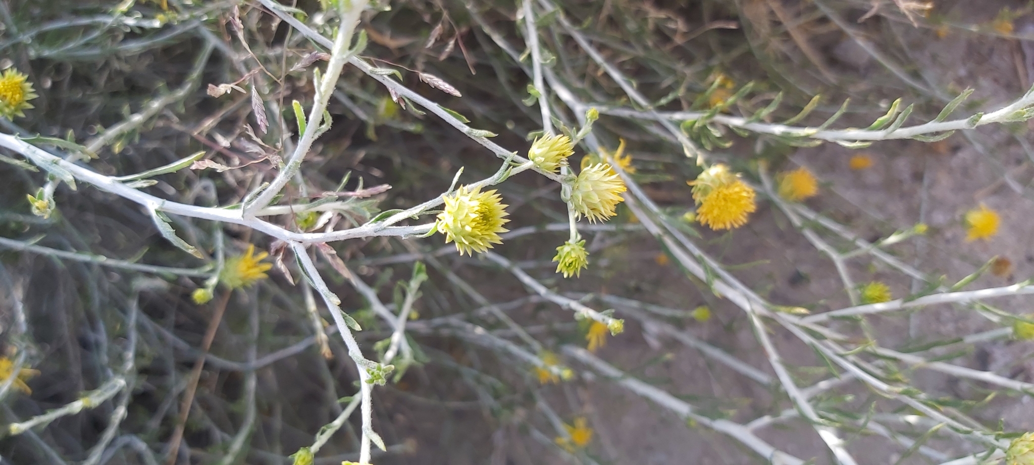 Rhanterium epapposum Oliv.