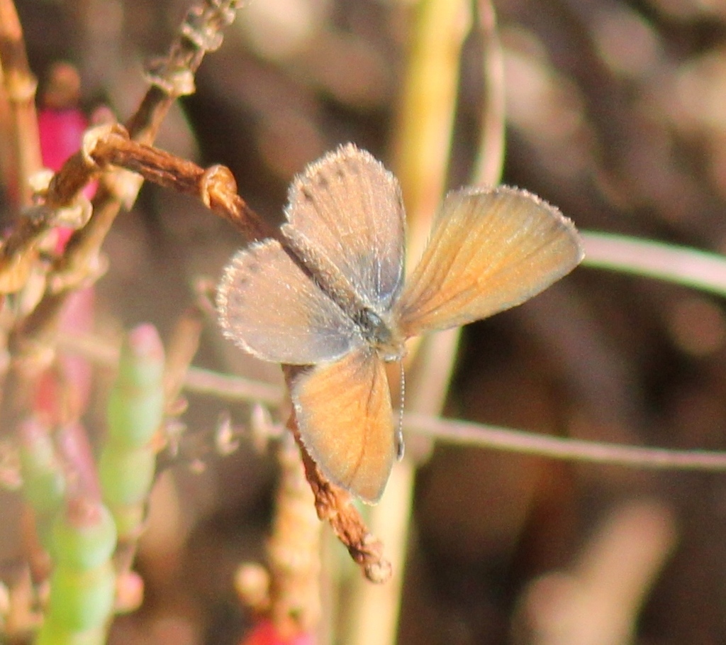 Eastern Pygmy-Blue (Papilionoidea (Butterflies) of St. Johns County ...