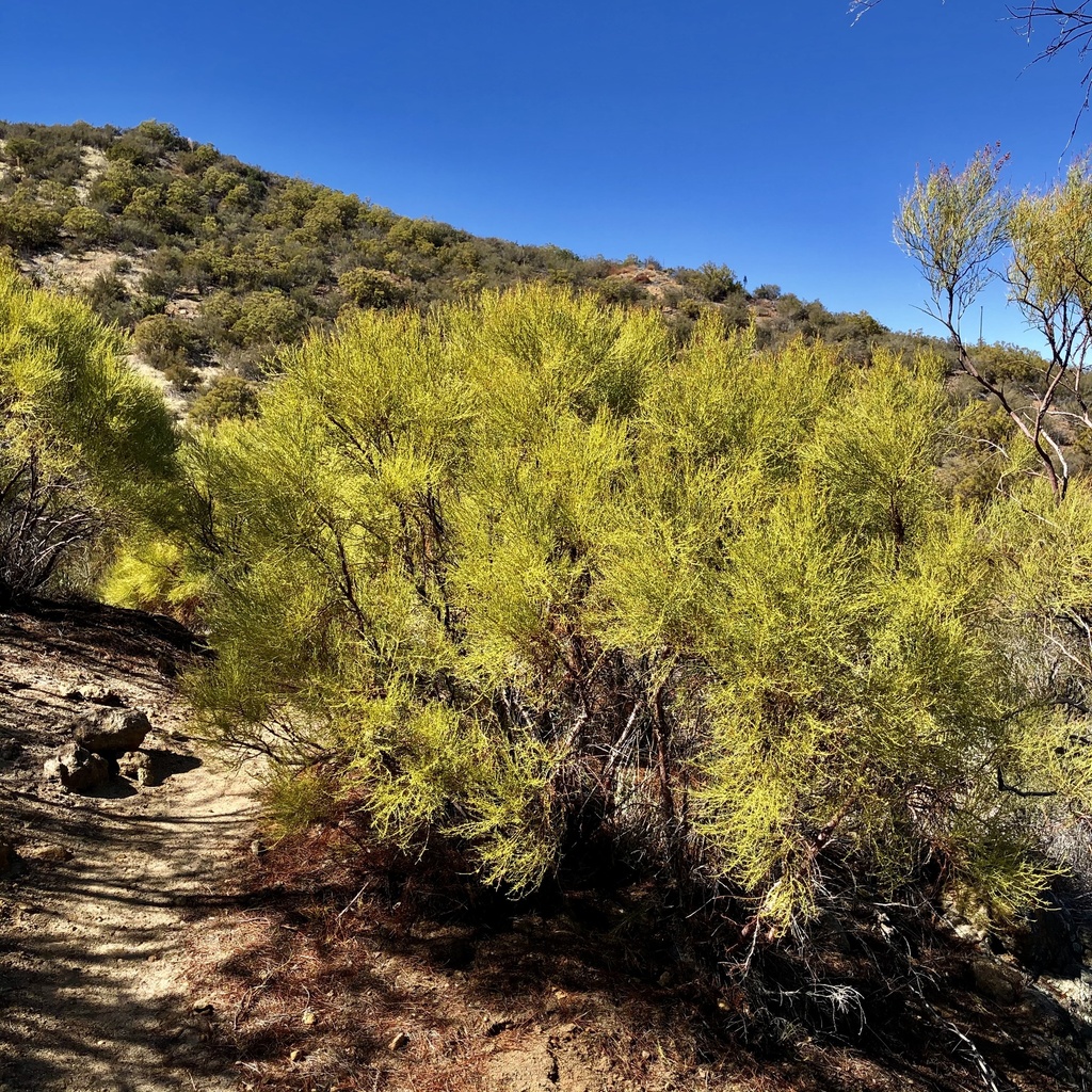 Redshanks from Anza, CA, US on February 21, 2021 at 12:36 PM by Bill ...