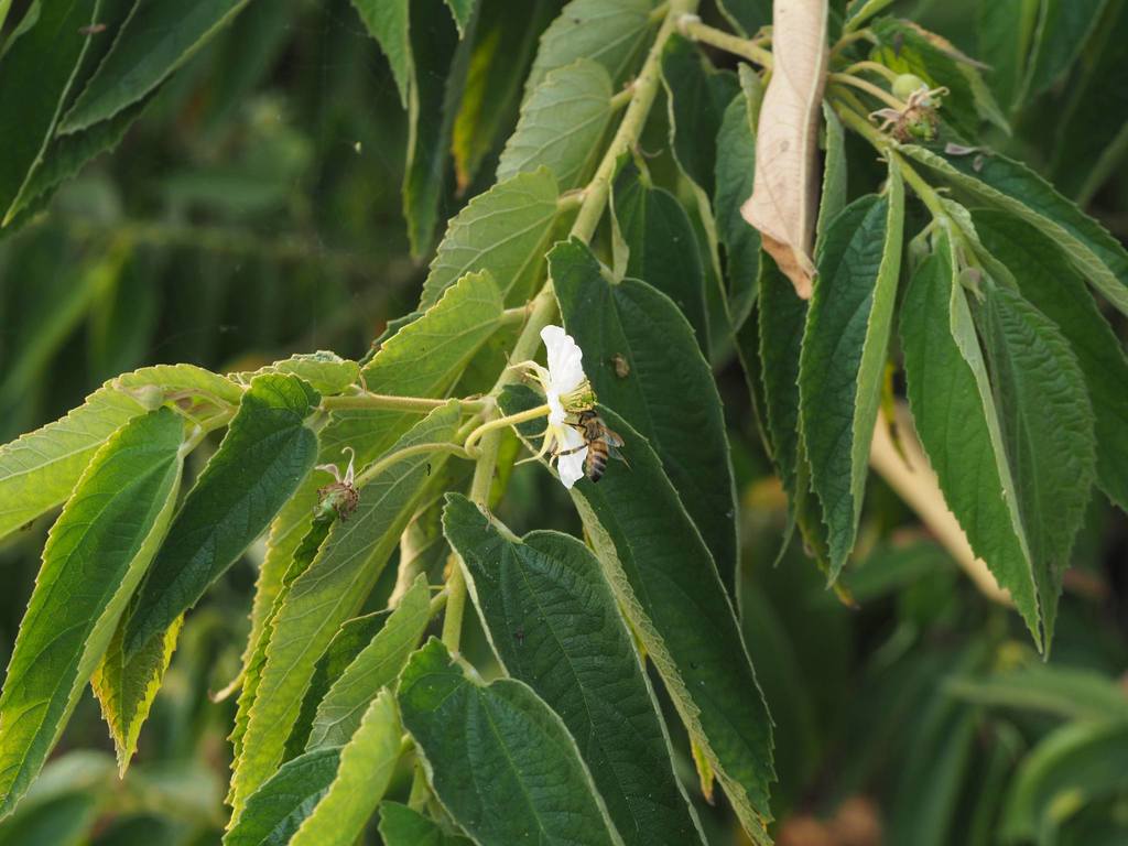 Western Honey Bee from Yulin, Taiwan, Taiwan on February 20, 2021 at 04 ...