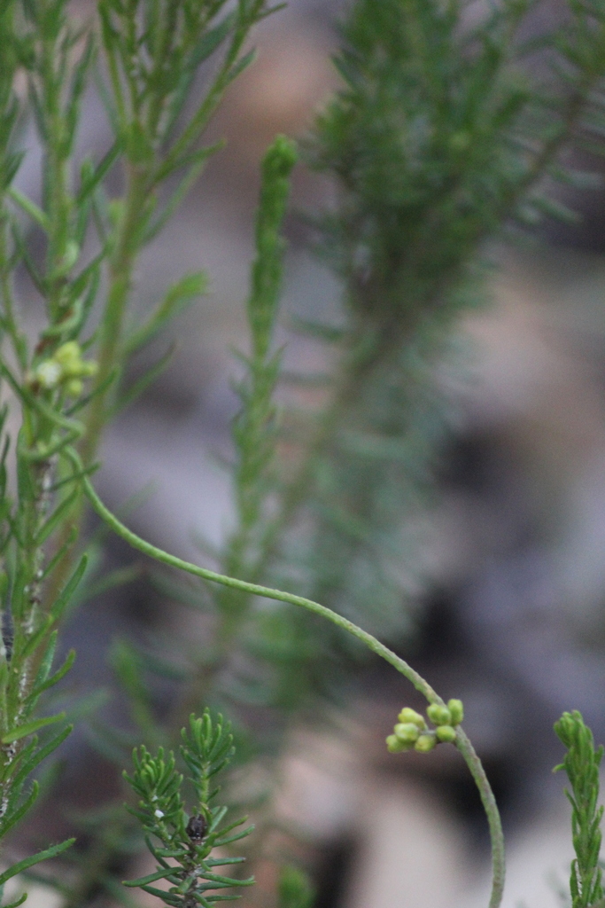 Dodder Laurels from Cleland, Adelaide Hills -Ranges, South Australia ...