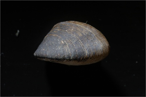 Bosnian Dinaric Cave Clam (Congeria mulaomerovici) · iNaturalist