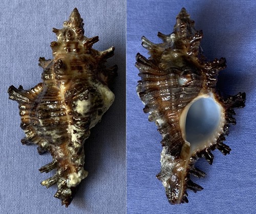 Chicoreus jessicae · iNaturalist