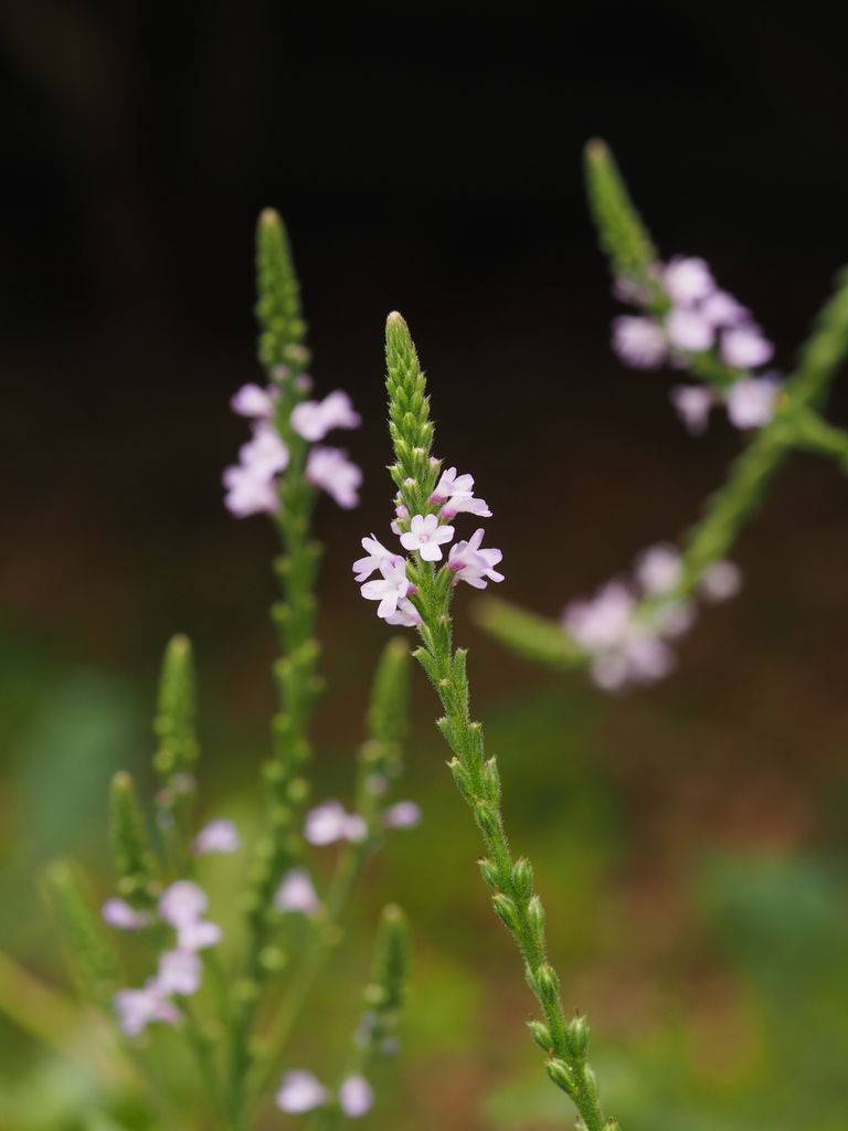 Common vervain (Verbena officinalis) - Botanical Realm