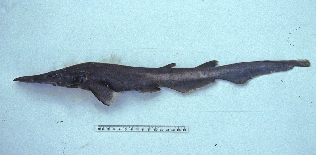 Pinocchio Catshark (Apristurus australis) - Marine Life Identification