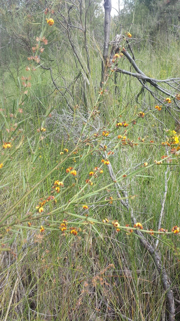 narrow-leaf bitter-pea from 230 Beaconsfield-Emerald Rd, Dewhurst VIC ...