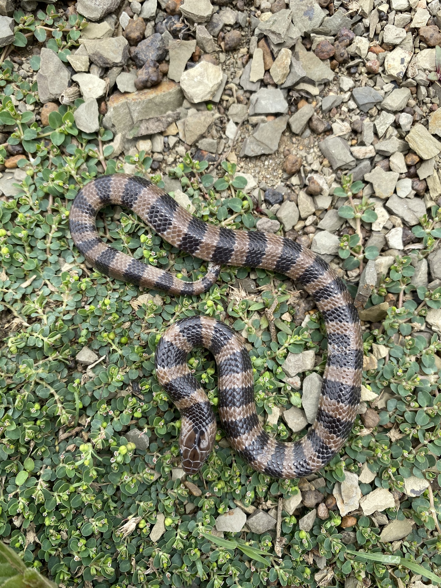 Elapsoidea sundevallii sundevallii