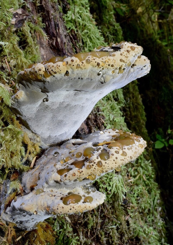 oak bracket (Fungi of southern Africa) · iNaturalist