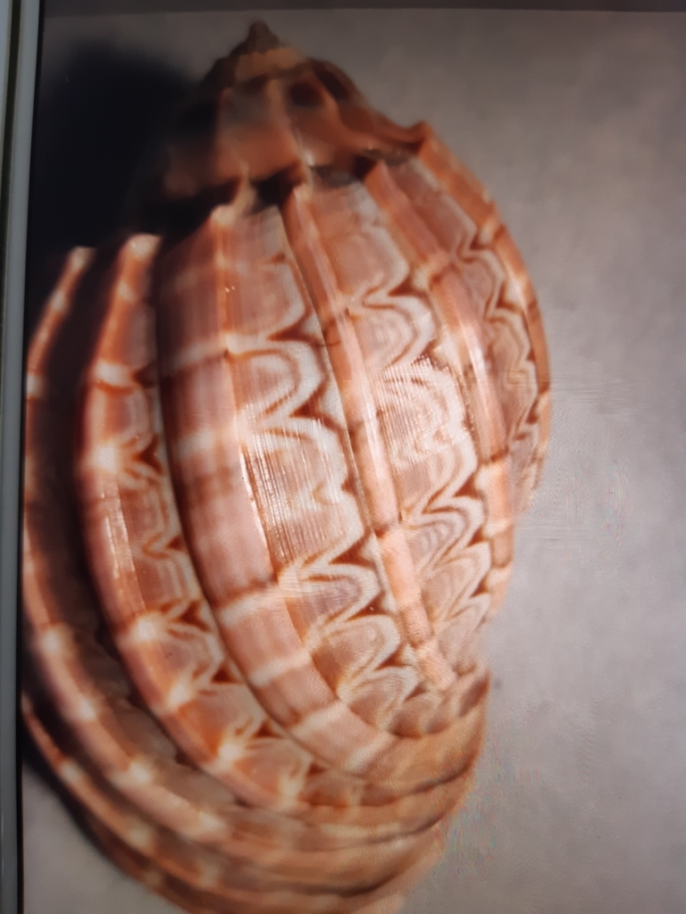 Harpa davidis from 04012 Cisterna di Latina LT, Italia on February 22 ...