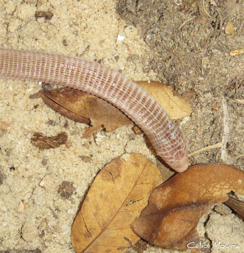 Wagler's Worm Lizard (Amphisbaena vermicularis) - Snakes and Lizards