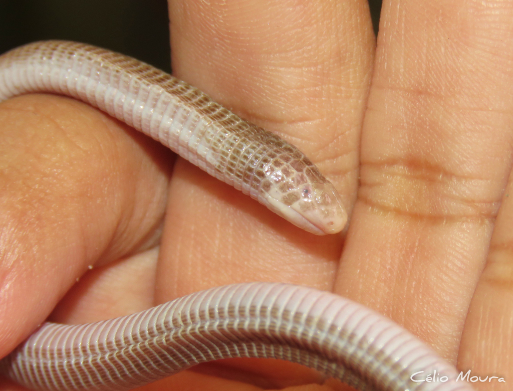 Wagler's Worm Lizard from UFC, Campus do Pici - Pici, Fortaleza - CE ...