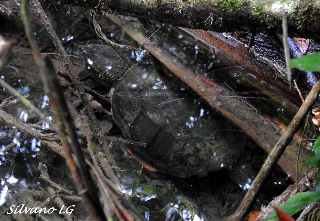 Central American Snapping Turtle in February 2021 by Silvano LG ...