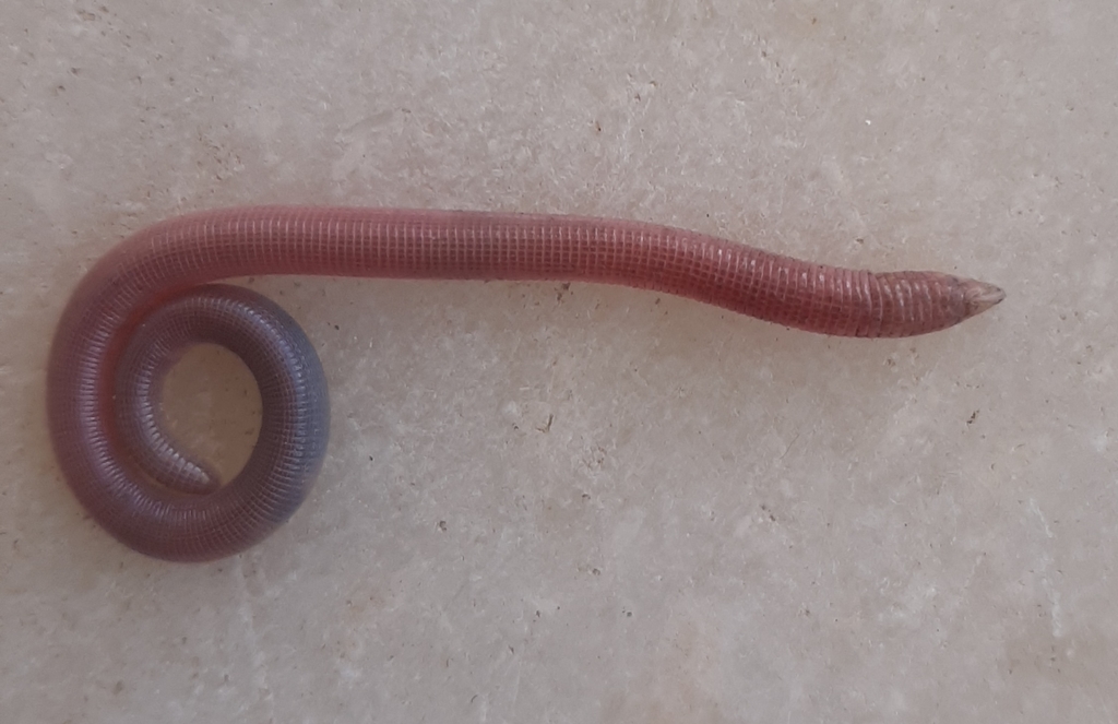 King's Worm Lizard from Salinas, Departamento de Canelones, Uruguay on ...