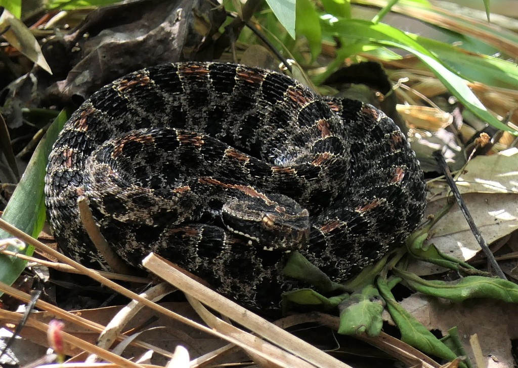 Dusky Pygmy Rattlesnake from Tosahatchee, Orange County, FL, USA on ...
