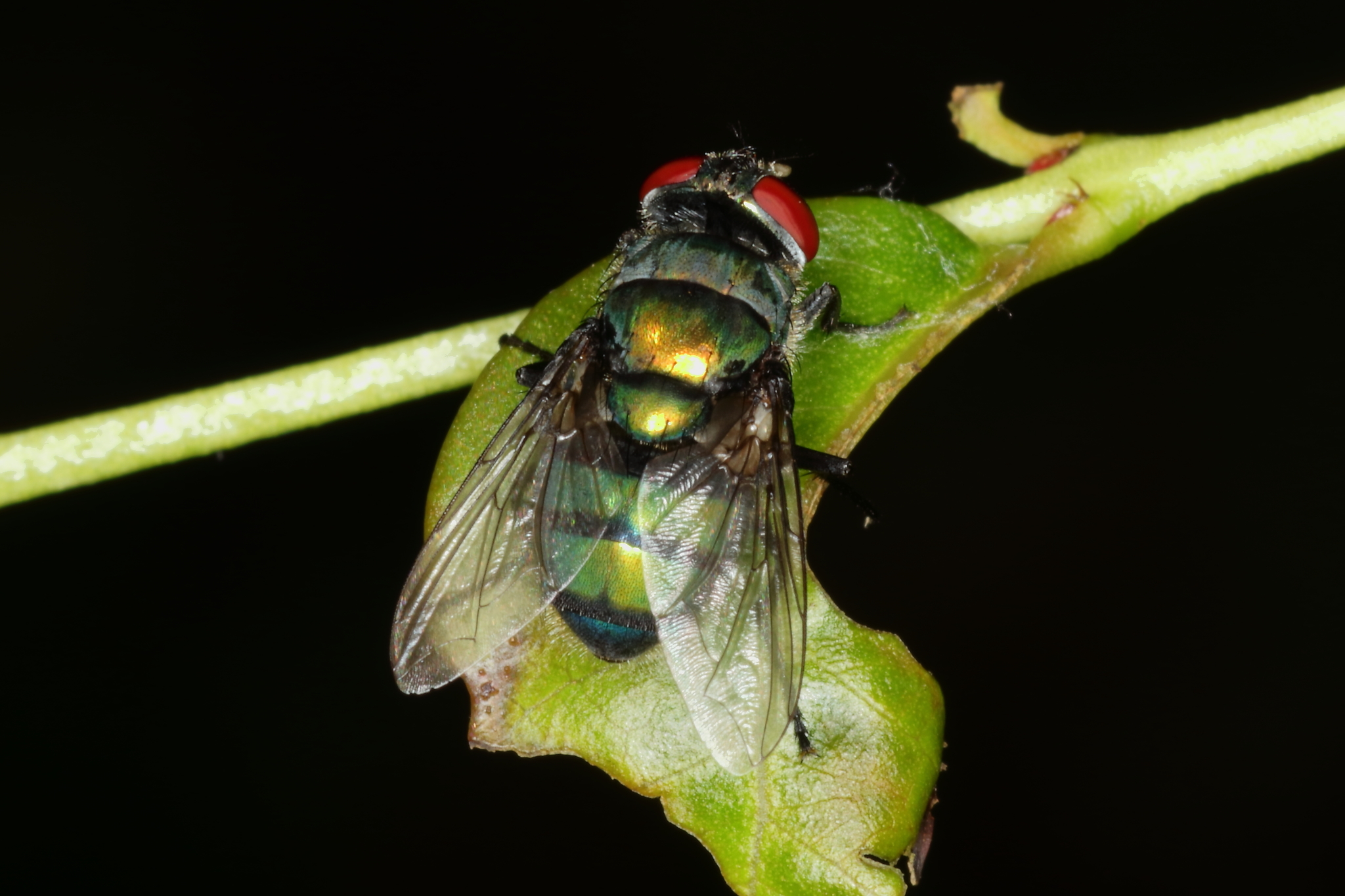 Chrysomya putoria (Wiedemann, 1830)