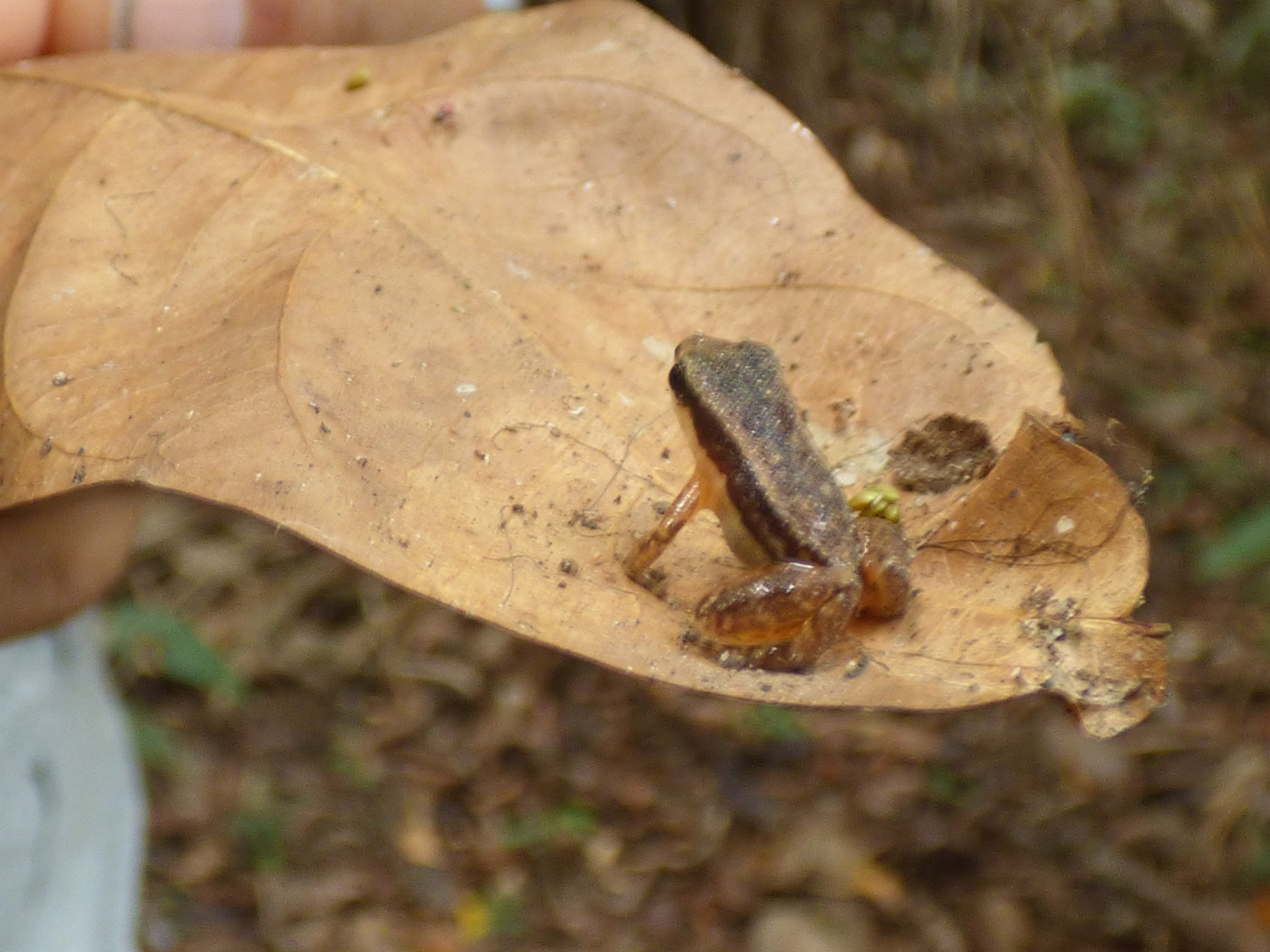 Allobates niputidea Grant, Acosta-Galvis & Rada, 2007