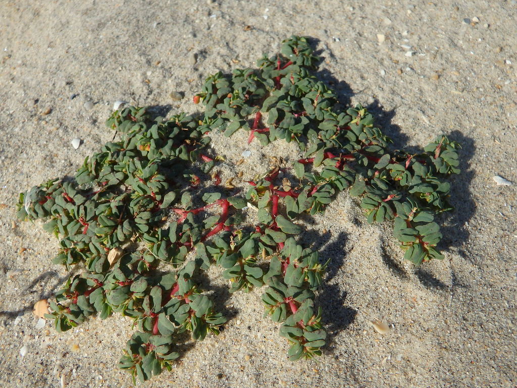 purple spurge (Euphorbia peplis) - Botanical Realm