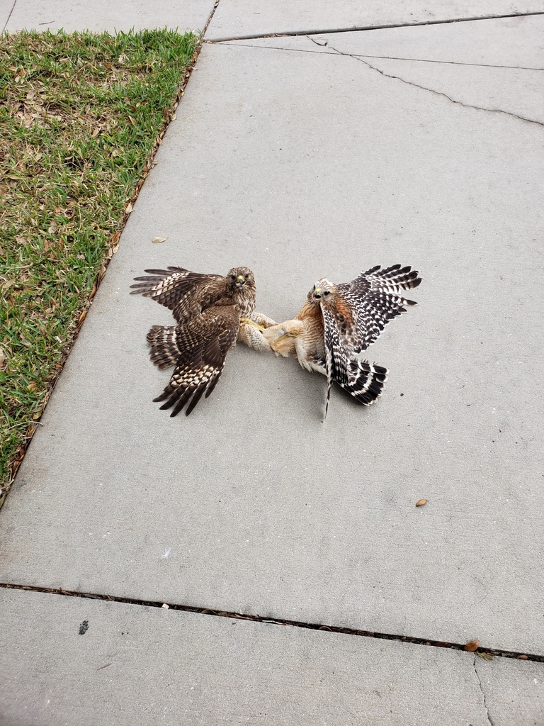 Red-shouldered Hawk from East County Civic Group, FL, USA on February ...