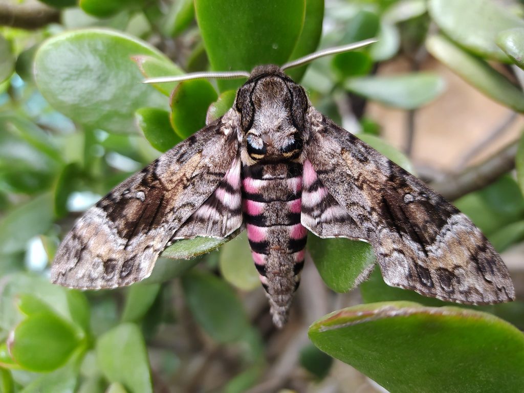 Pink-spotted Hawkmoth from Popayán, Cauca, Colombia on February 22 ...