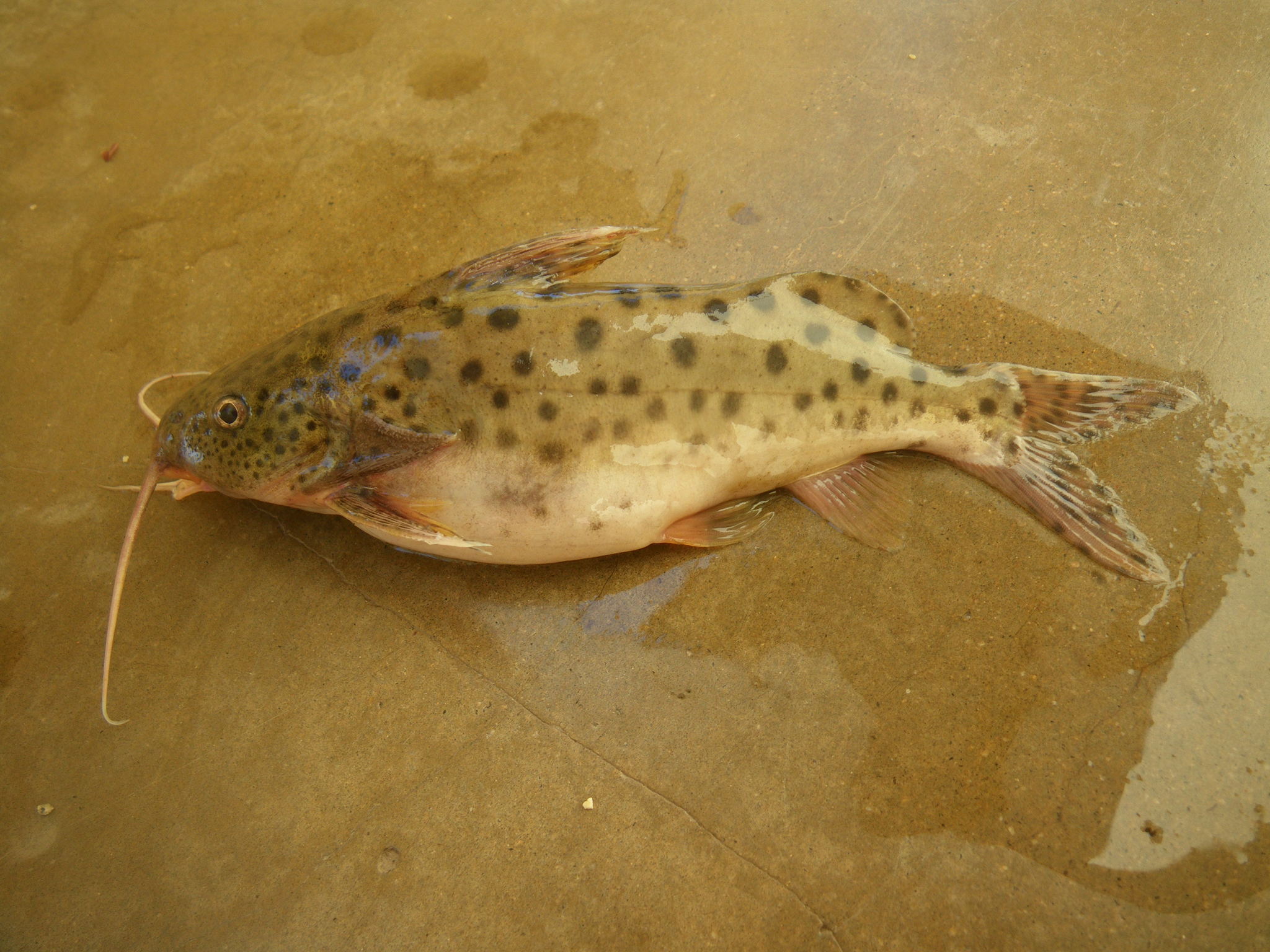 Synodontis njassae Keilhack, 1908