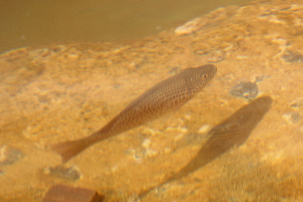 Spangled Perch from Karijini WA 6751, Australia on April 20, 2018 at 10 ...