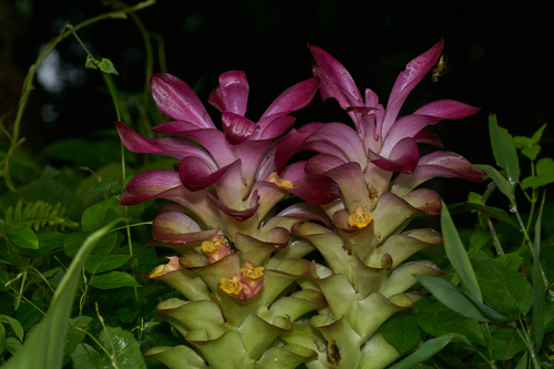 Curcuma angustifolia · NaturaLista Colombia