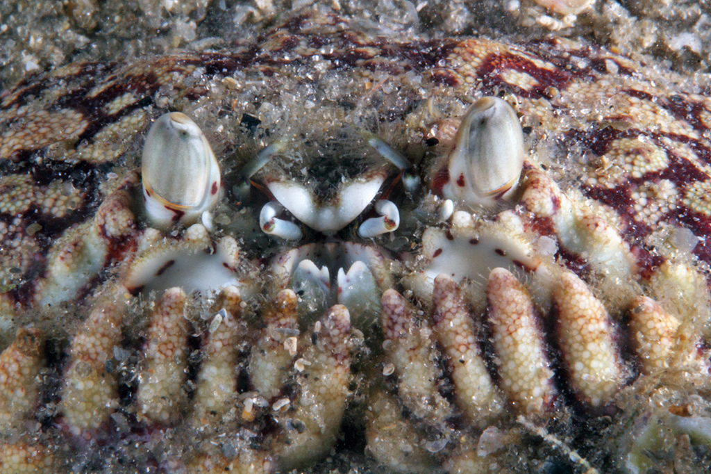 Flame Box Crab (MatBio: CRABS, SHRIMPS, JELLYFISH, SEA STARS & OTHERS ...
