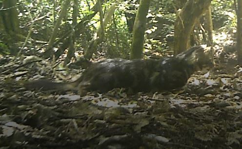 Domestic Cat from Russell, New Zealand on December 28, 2014 at 11:20 AM ...