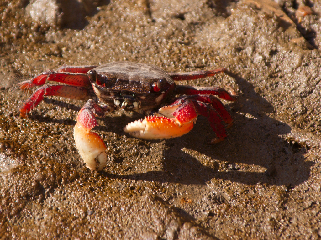 Mangrove Root Crab (MatBio: CRABS, SHRIMPS, JELLYFISH, SEA STARS ...