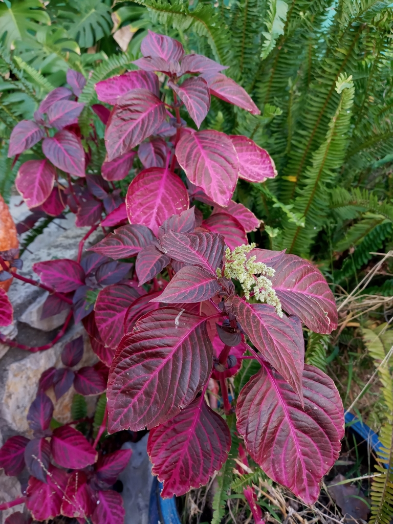 Bloodleaf from Tujunga, Los Angeles, CA, USA on February 22, 2021 at 03 ...