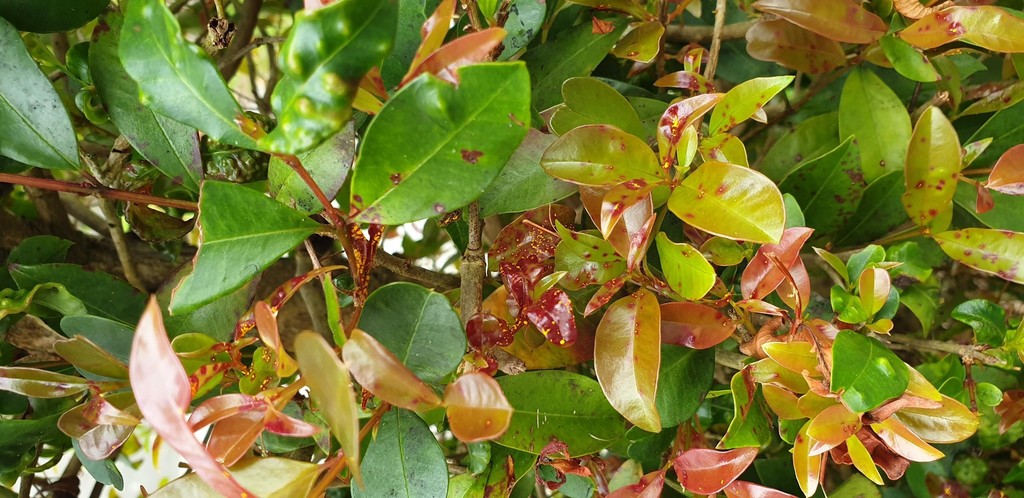 Myrtle Rust from Mairangi Bay, Auckland 0630, New Zealand on February ...