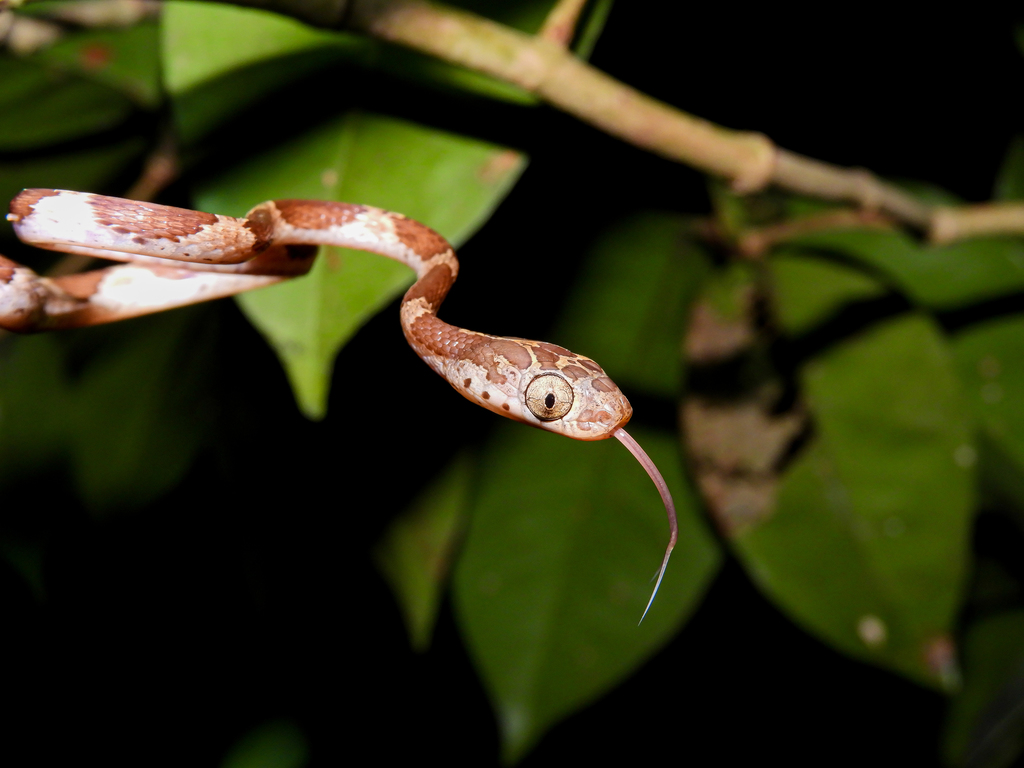 Common Blunt-headed Tree Snake from San Jacinto, Bolívar, Colombia on ...