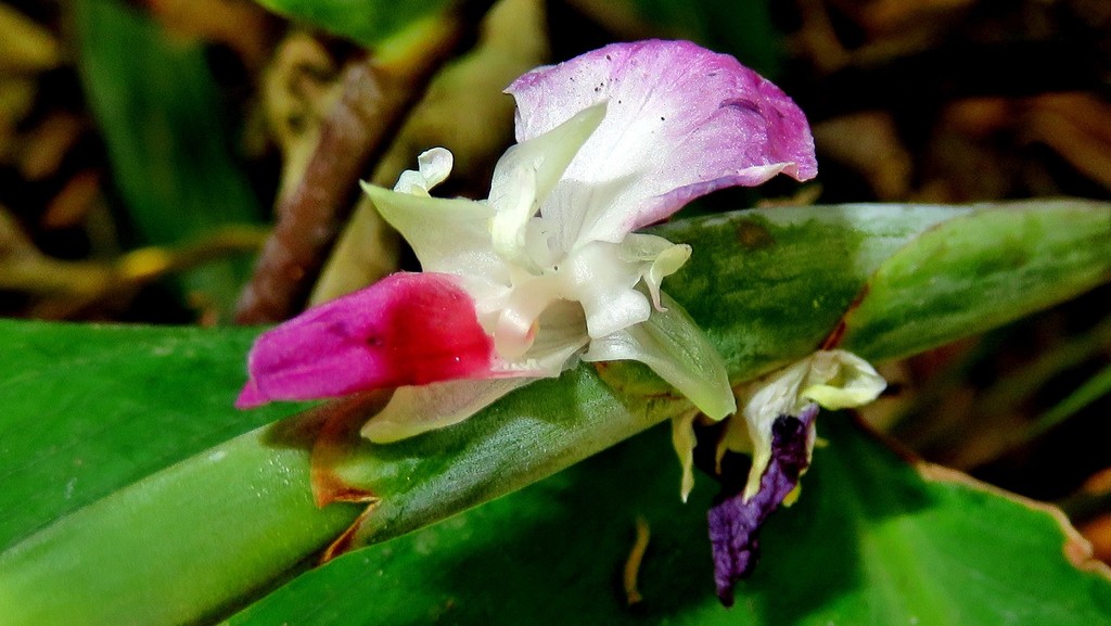 (Ischnosiphon ovatus) - Botanical Realm
