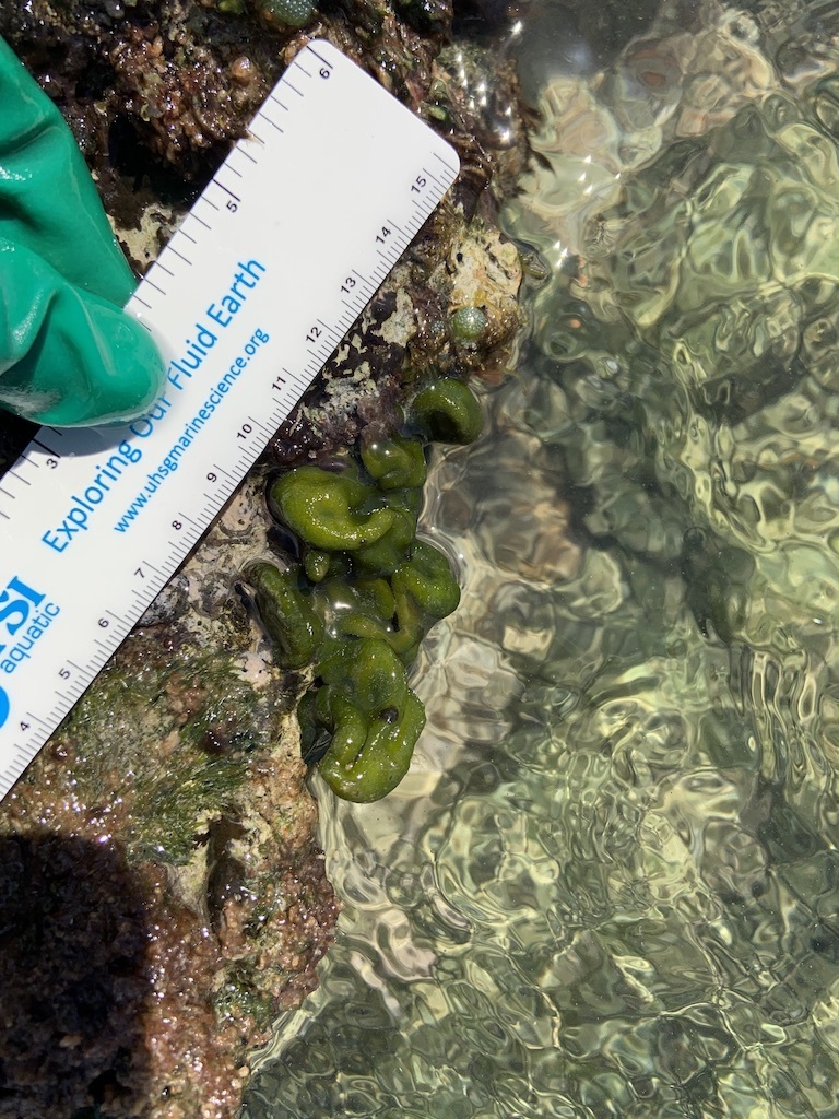 (Codium arabicum) - Botanical Realm