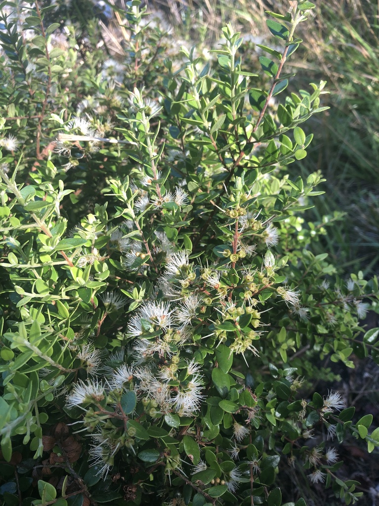 climbing rātā from Tasman, NZ-NE, NZ on February 22, 2021 at 04:27 PM ...