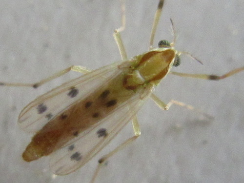 Dicrotendipes septemmaculatus · NaturaLista Colombia