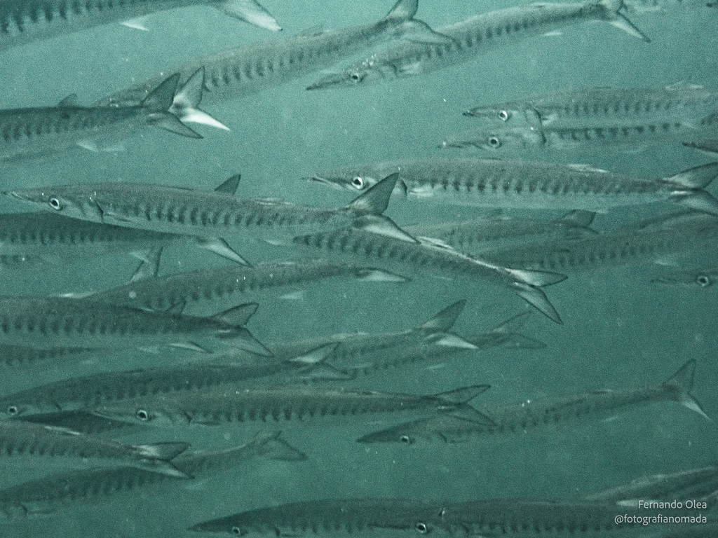 Mexican Barracuda (Marine Fishes of the Gulf of California ) · iNaturalist