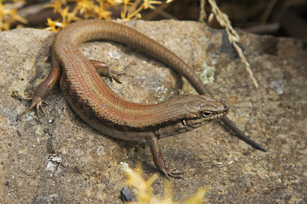 Montane Rock-Skink in February 2021 by Owen Lishmund · iNaturalist