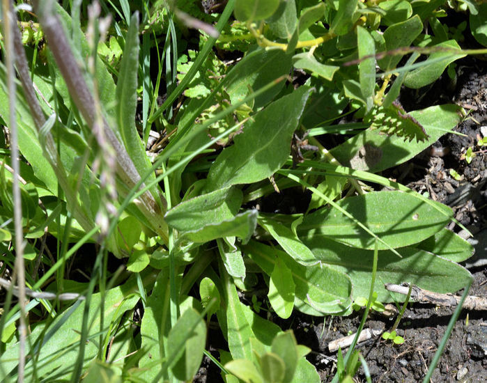 Tall western groundsel (Plants of Stagecoach State Park) · iNaturalist