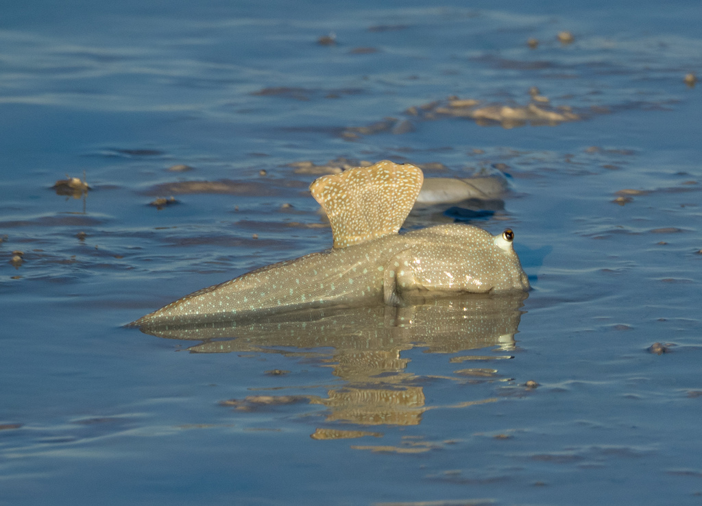 Blue-spotted Mudskippers (Boleophthalmus) - Marine Life Identification
